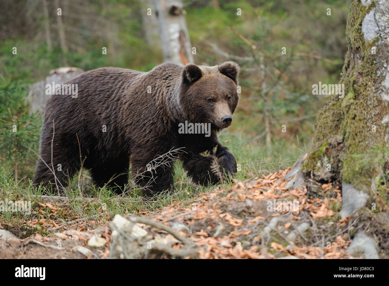 Bear in forest Stock Photo - Alamy