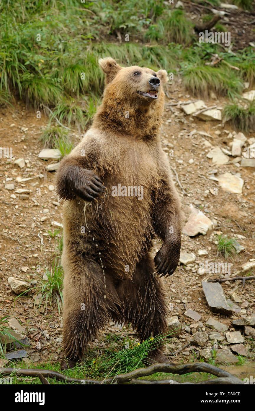 Wild brown bear standing up hi-res stock photography and images - Alamy