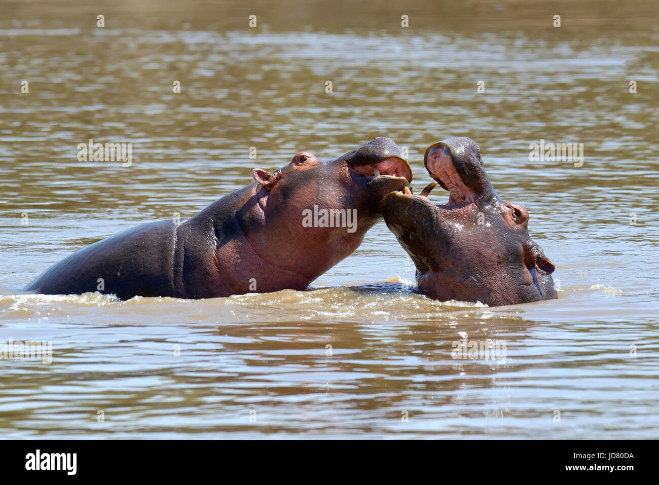 Hippo family (Hippopotamus amphibius) in the water, Africa Stock Photo ...