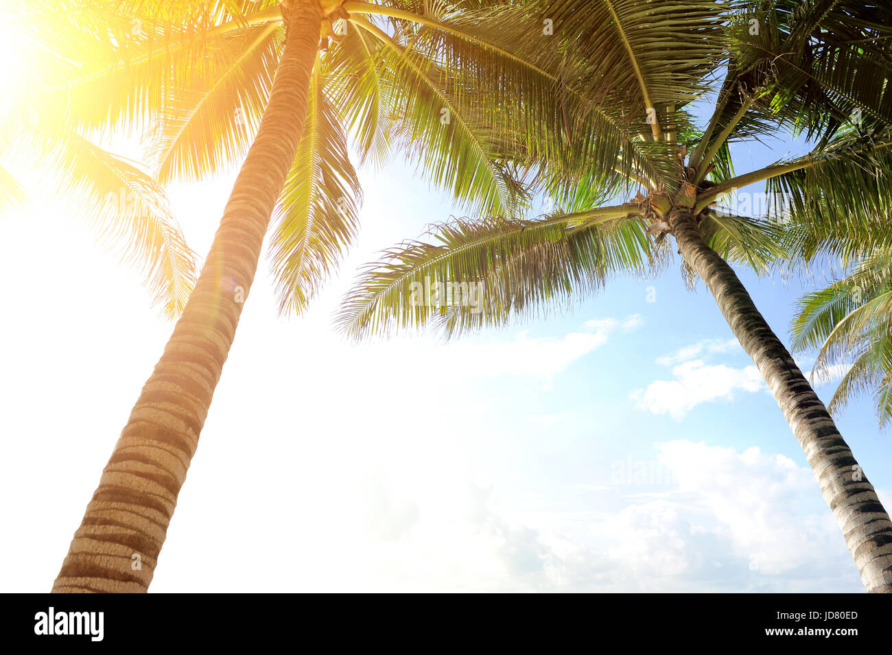 Beautiful green palm tree on blue sky background Stock Photo - Alamy