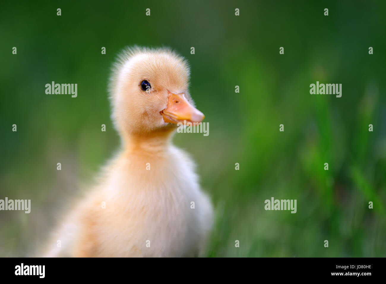 Cute little duck hi-res stock photography and images - Alamy