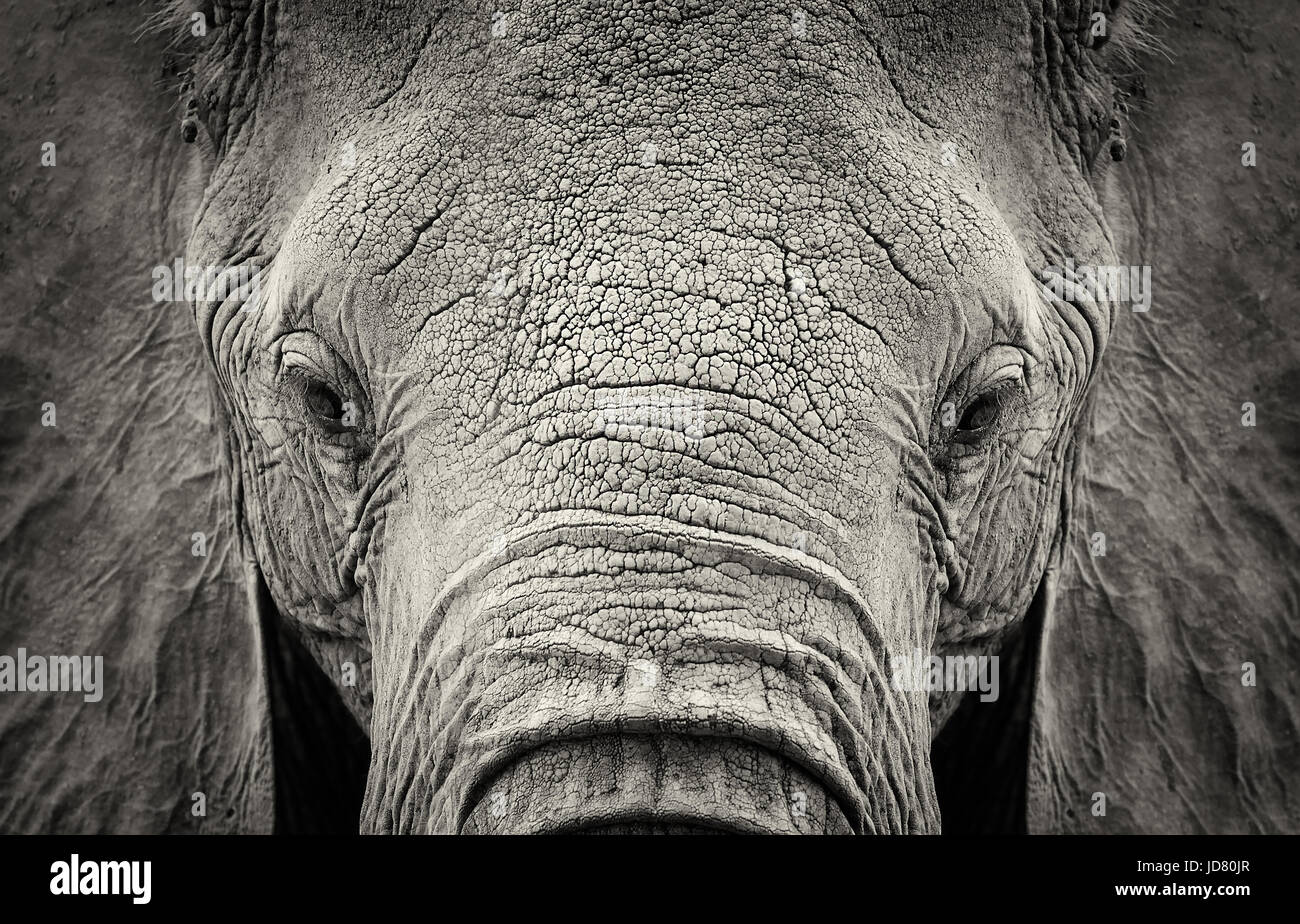 African elephant ear skin detail hi-res stock photography and images ...