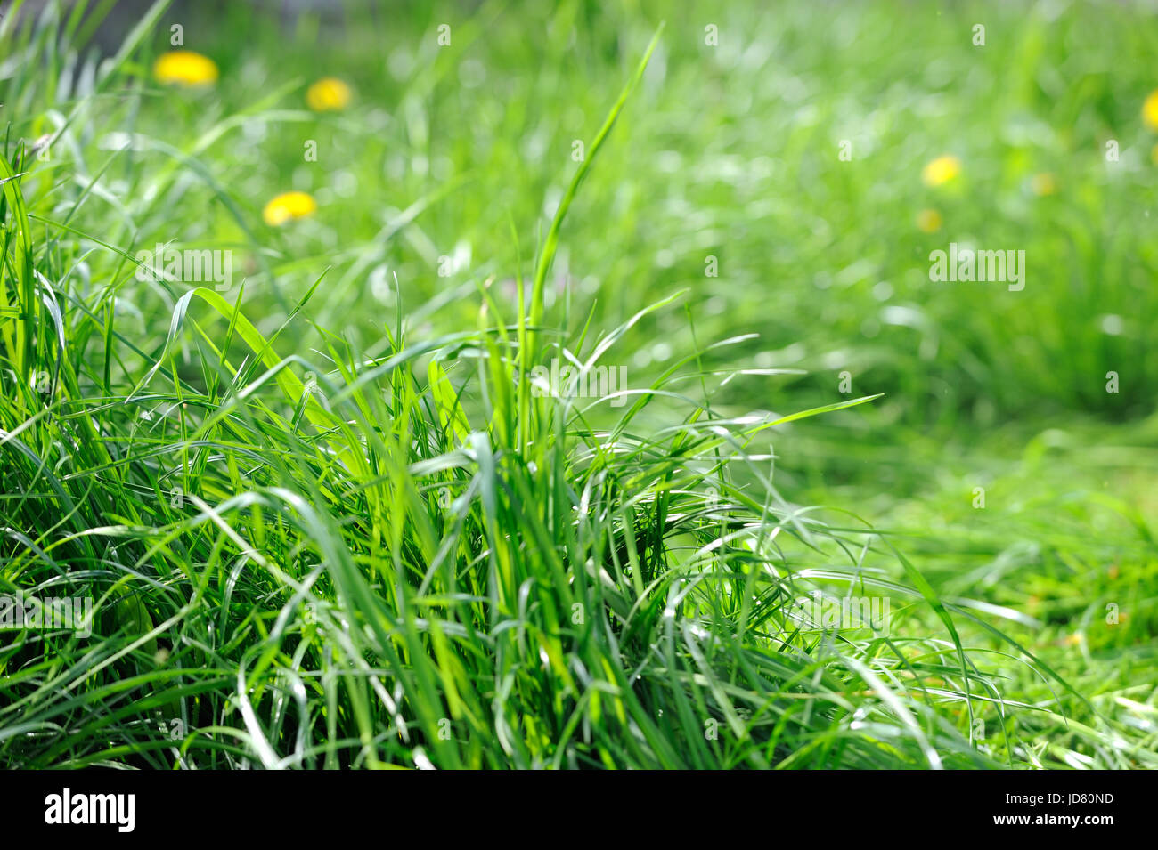 Background of a green grass in a garden Stock Photo - Alamy