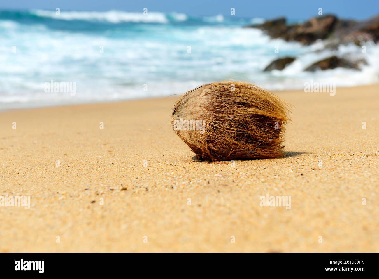 Tropical coconut hi-res stock photography and images - Alamy