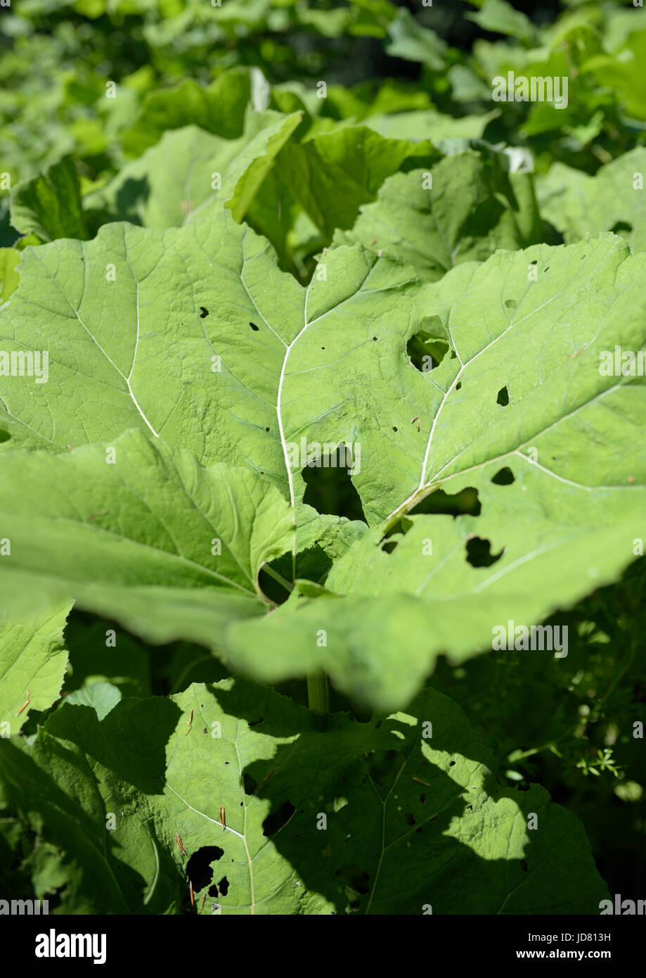 Leaf Damage Stock Photos & Leaf Damage Stock Images - Alamy