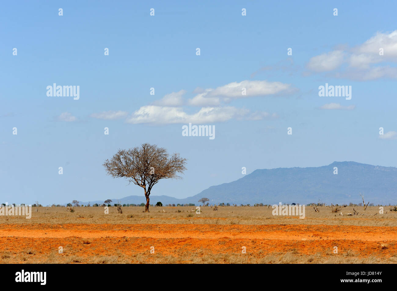 Beautiful landscape with nobody tree in Africa Stock Photo - Alamy