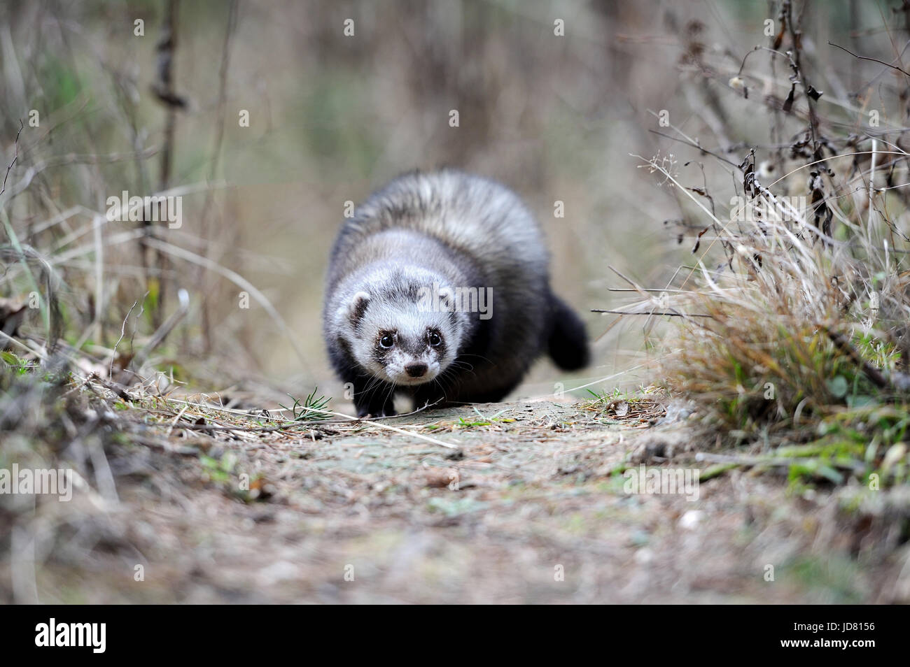 Wild polecat in forest Stock Photo - Alamy
