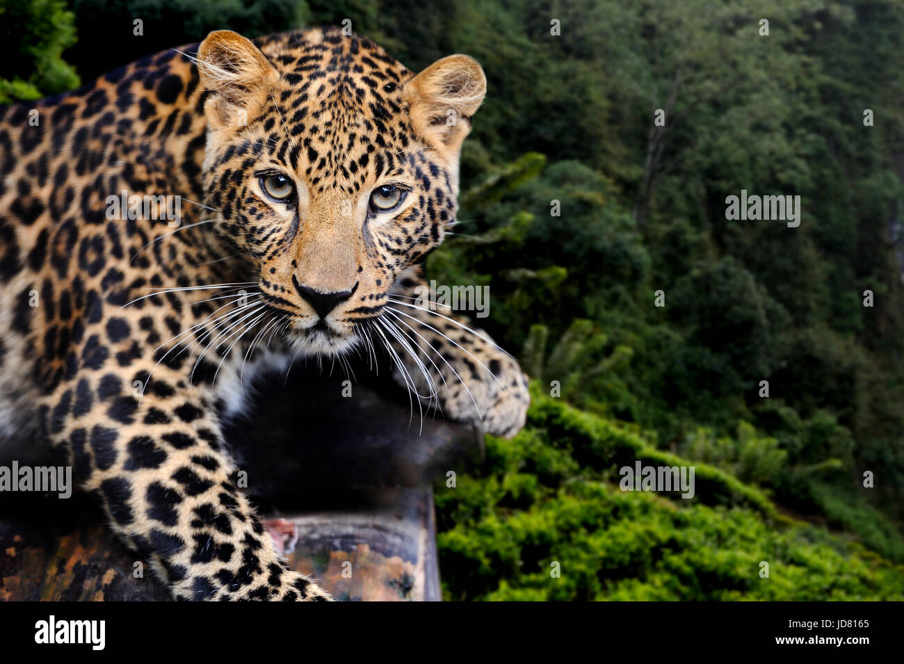 Close up young leopard in nature Stock Photo - Alamy