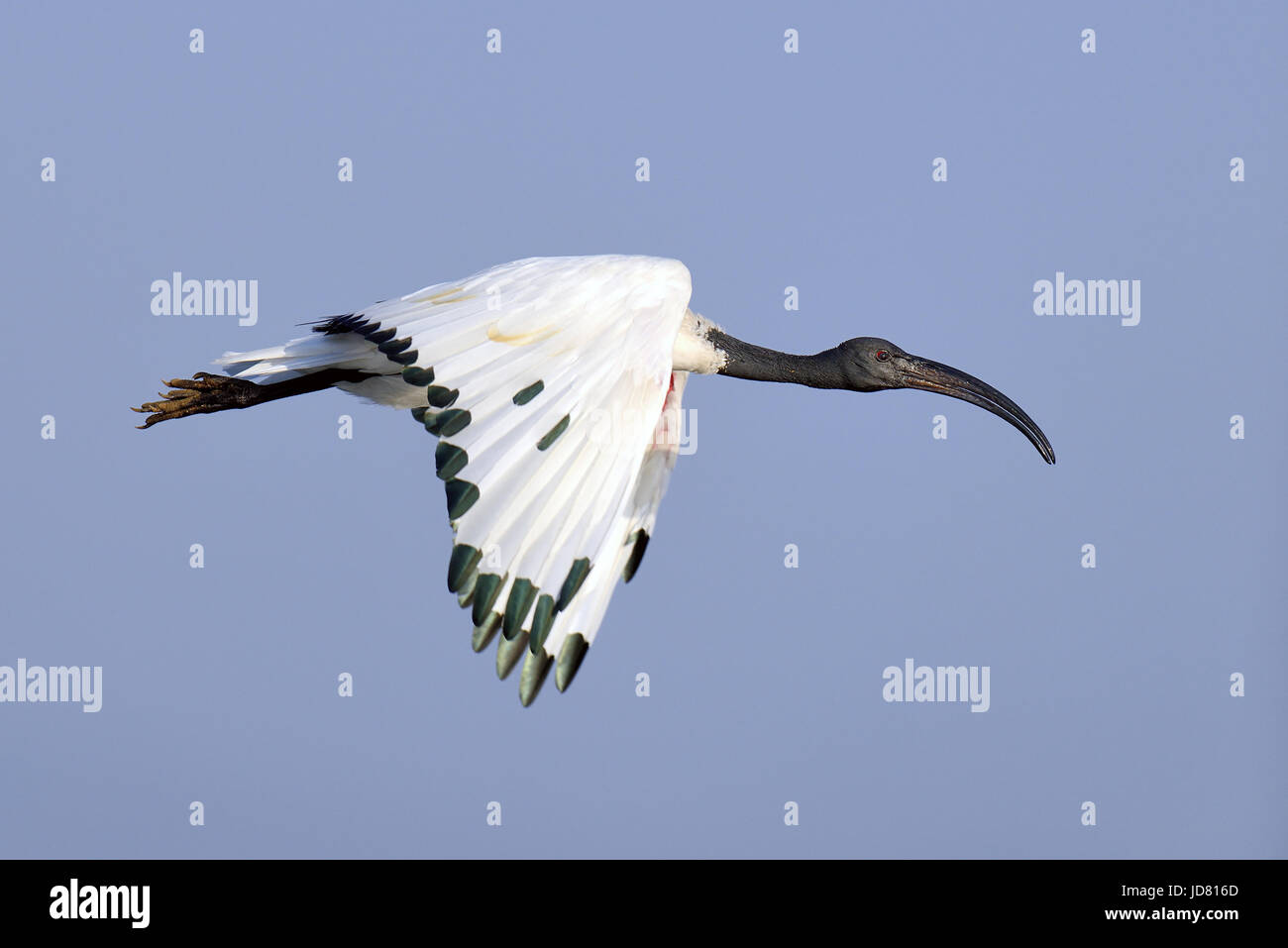 African Sacred Ibis (Threskiornis aethiopicus) in Flight at a dam in ...