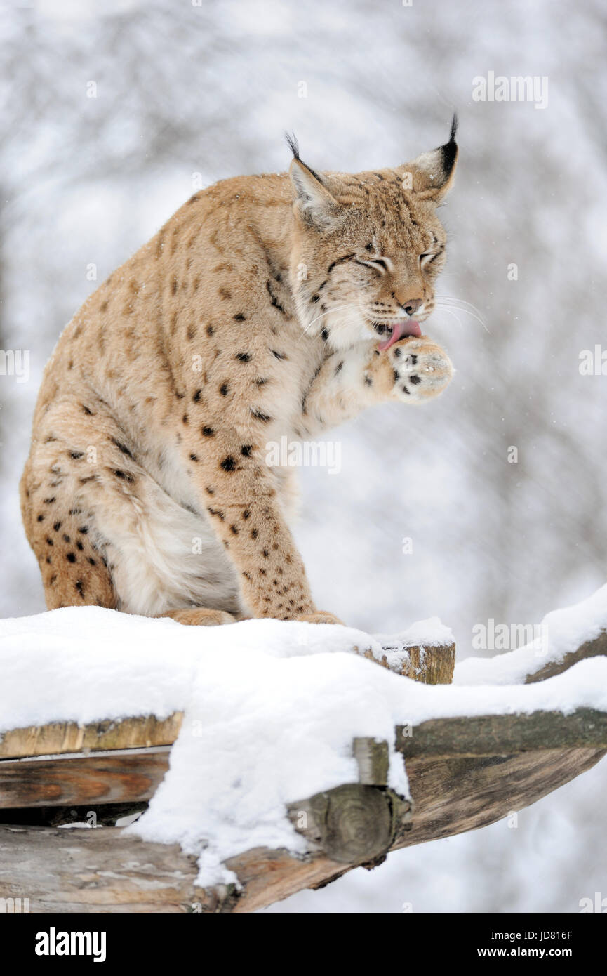 Beautiful wild lynx in winter Stock Photo - Alamy