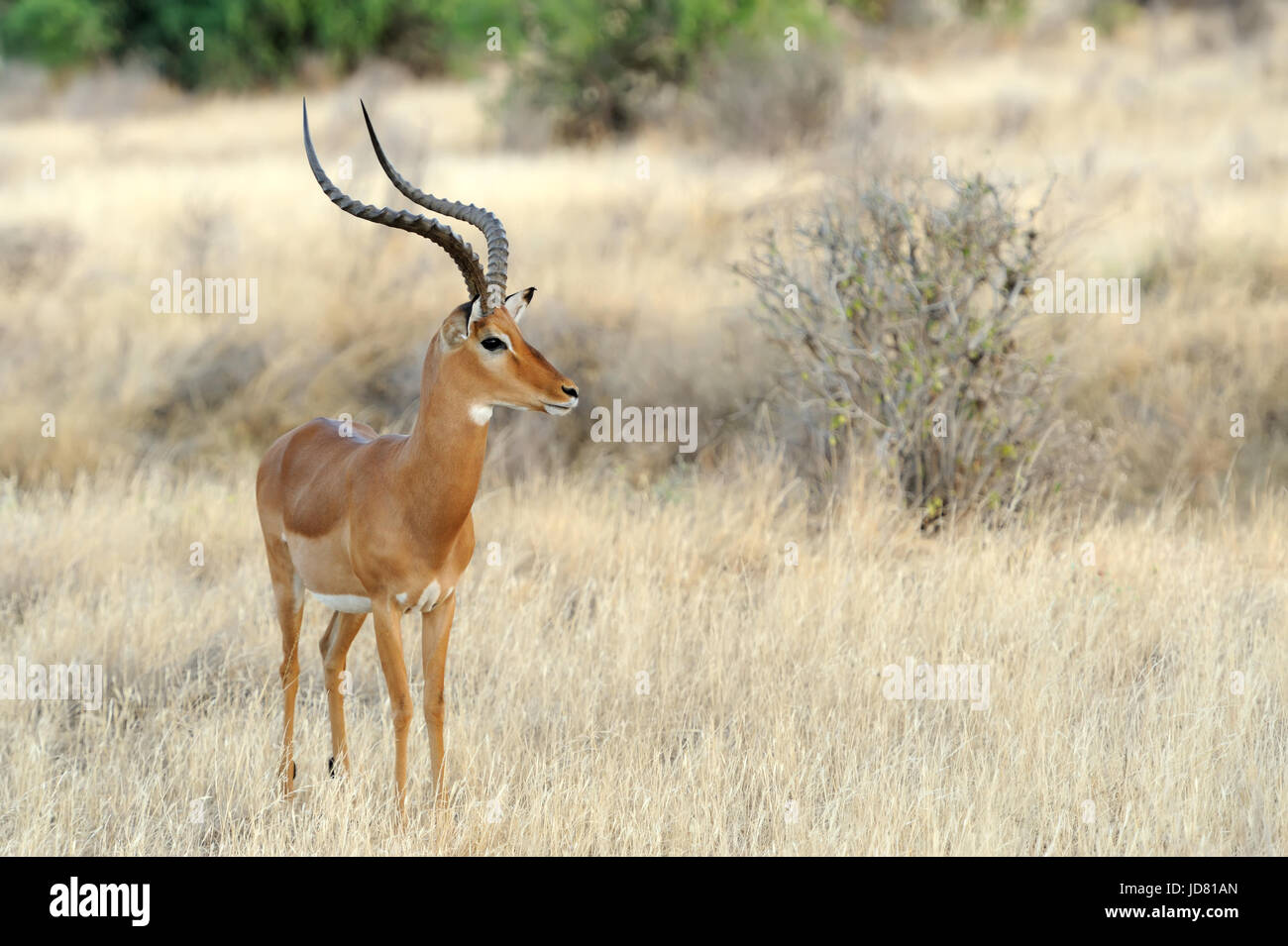 Impala in savanna. National Reserved. South Africa, Kenya Stock Photo ...