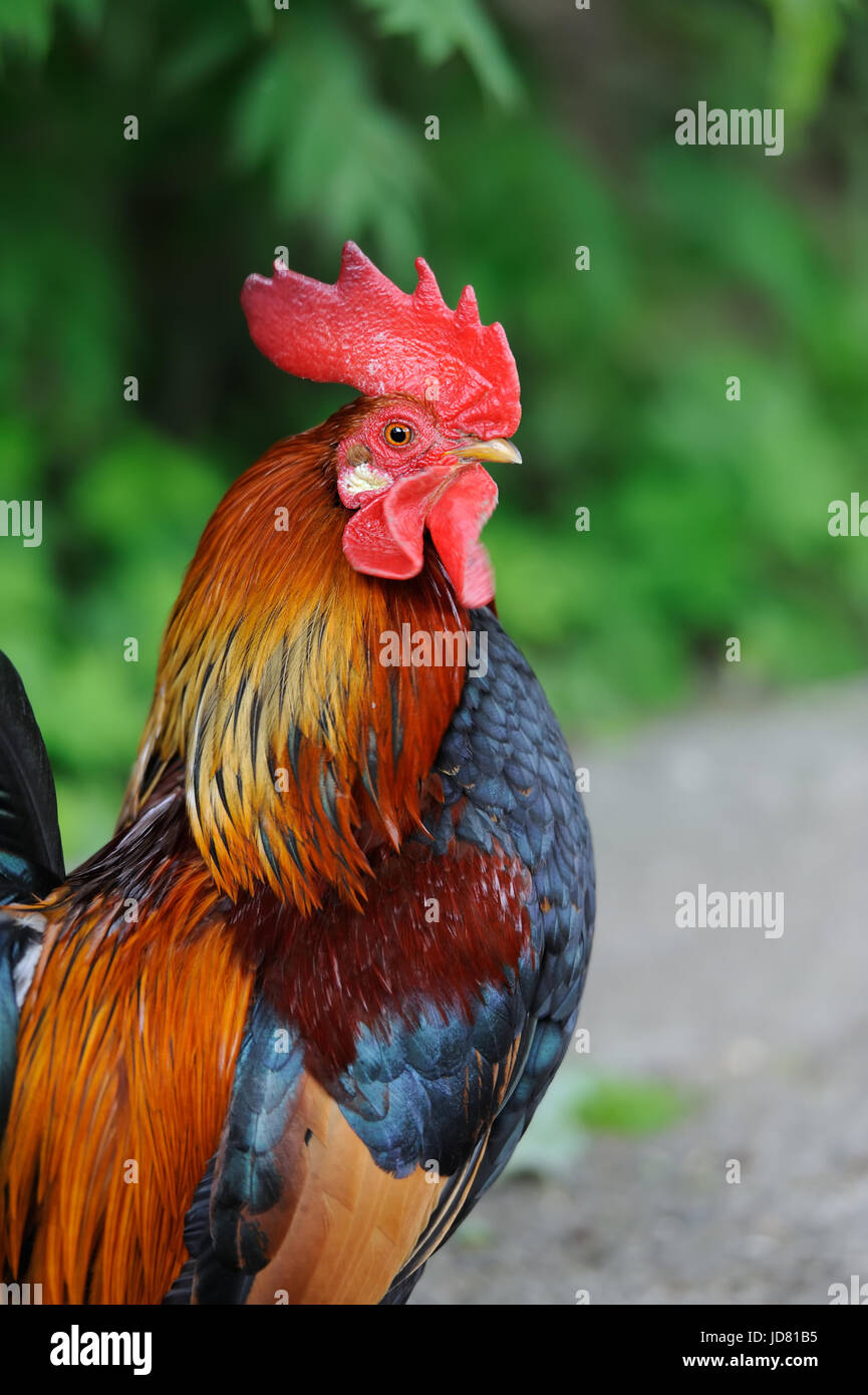 Close-up red beautiful rooster in farm Stock Photo - Alamy