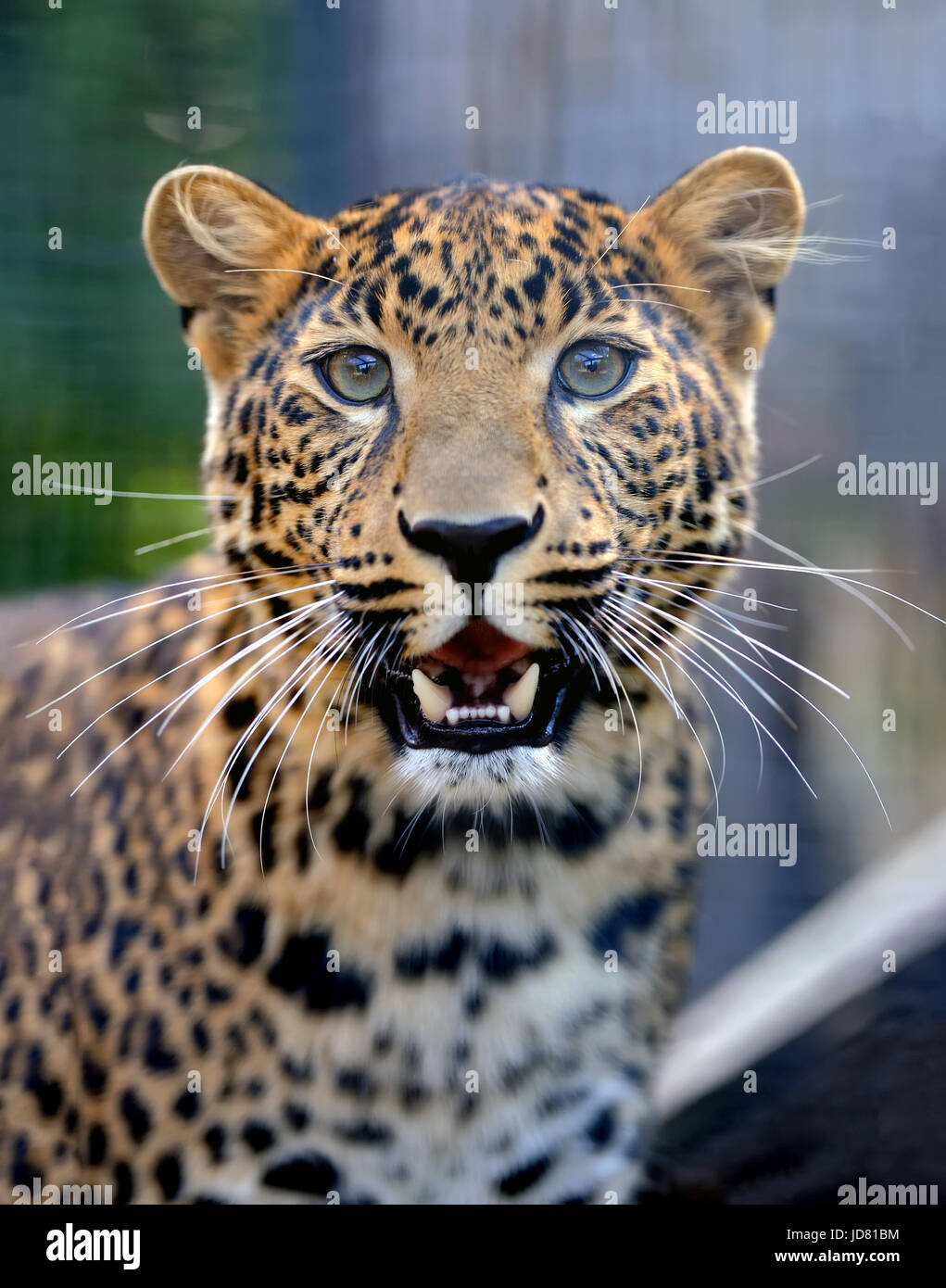 Close up young leopard in nature Stock Photo - Alamy