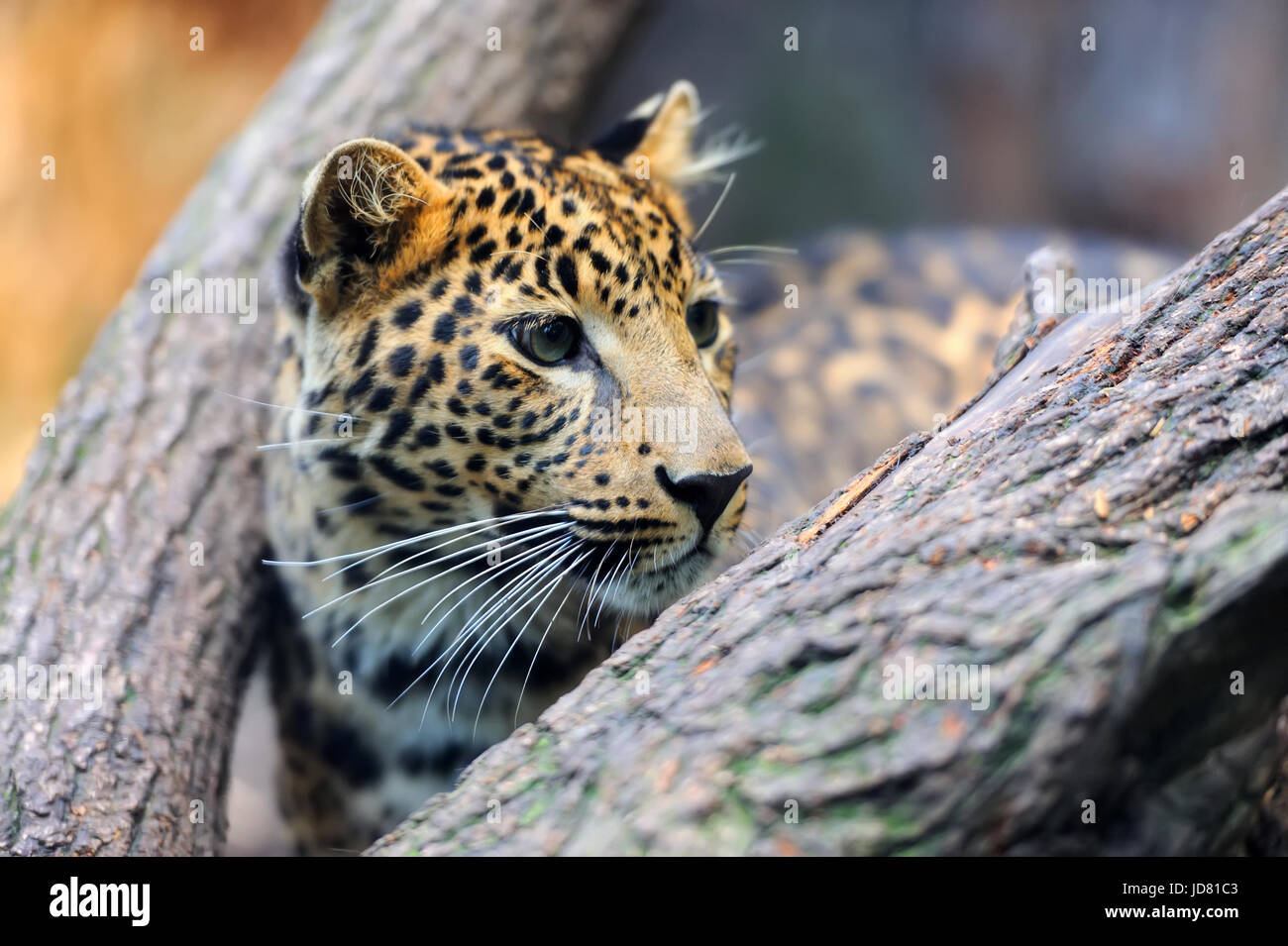 Close up young leopard in nature Stock Photo - Alamy