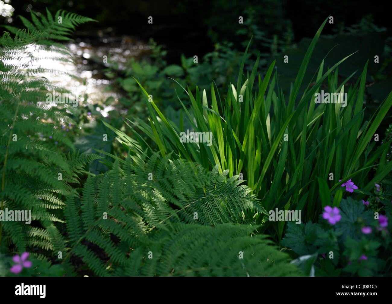 Backlit reeds and ferns in shade with soft focus blurred river in ...