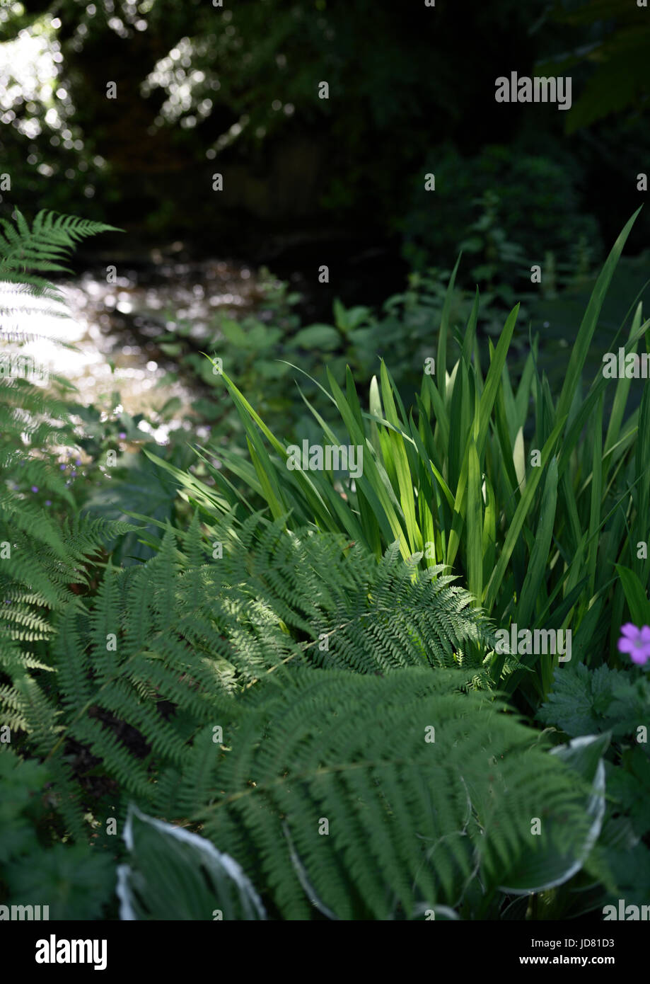Backlit reeds and ferns in shade with soft focus blurred river in ...