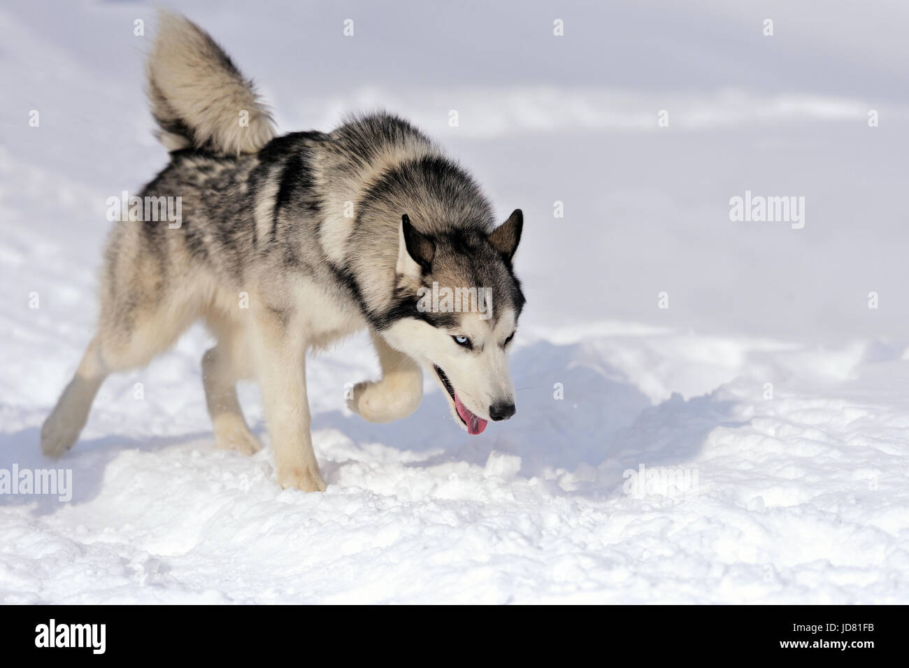 Siberian husky dog. Winter portrait Stock Photo - Alamy