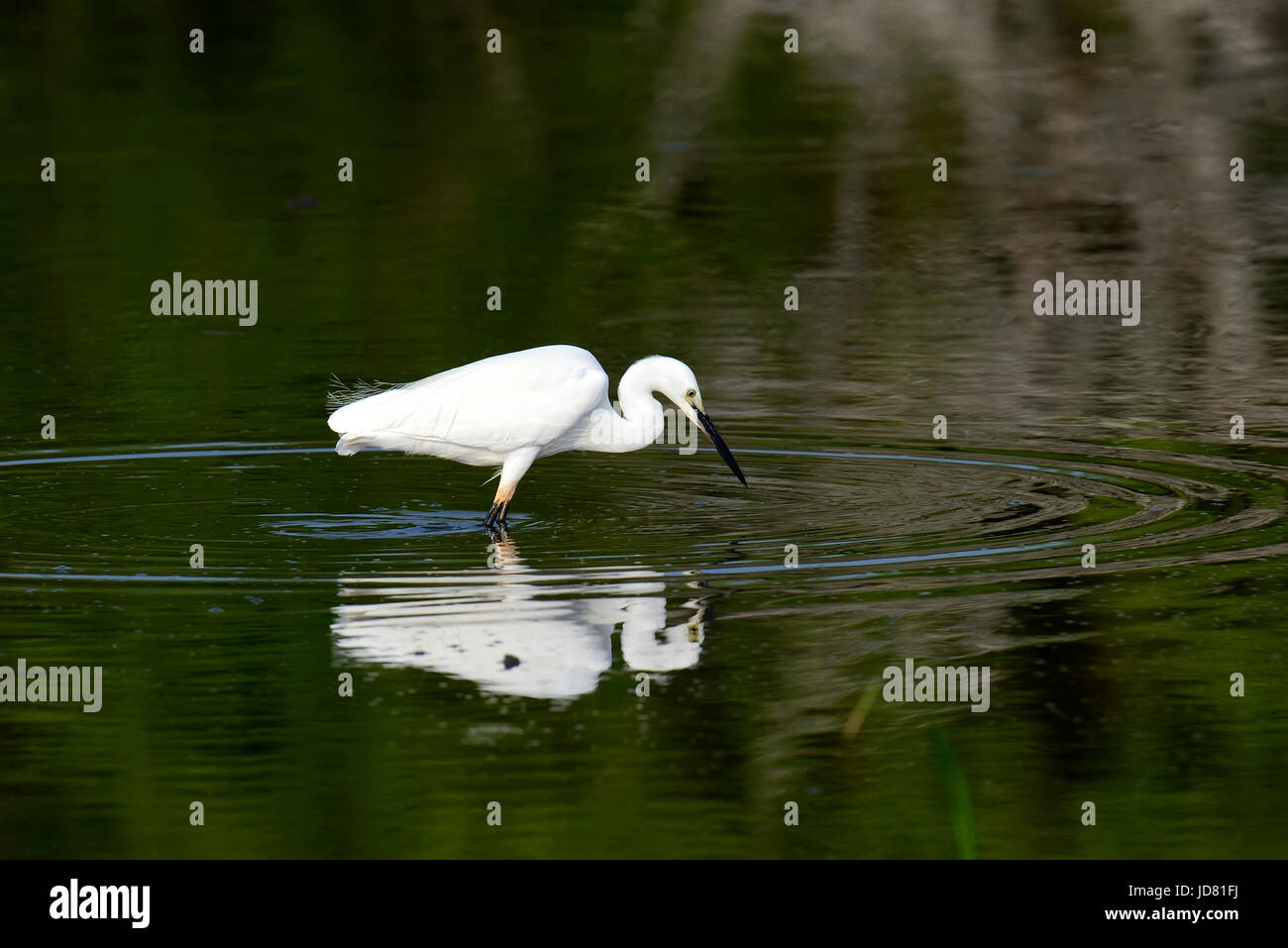 Great white egret stands in wildlife pond Stock Photo - Alamy