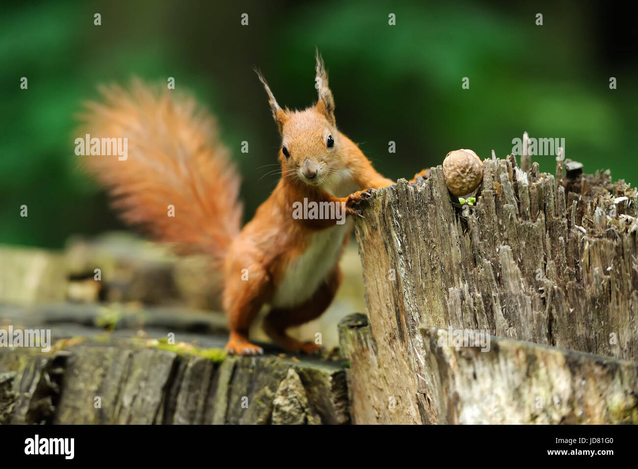 Wildlife habitat tree stump hi-res stock photography and images - Alamy