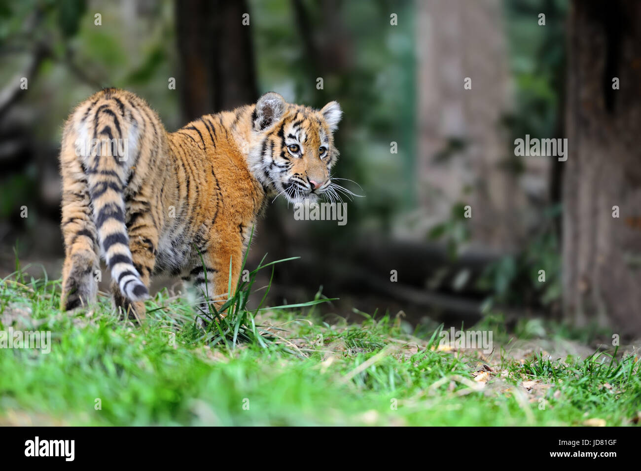 Close up siberian tiger cub in grass Stock Photo - Alamy