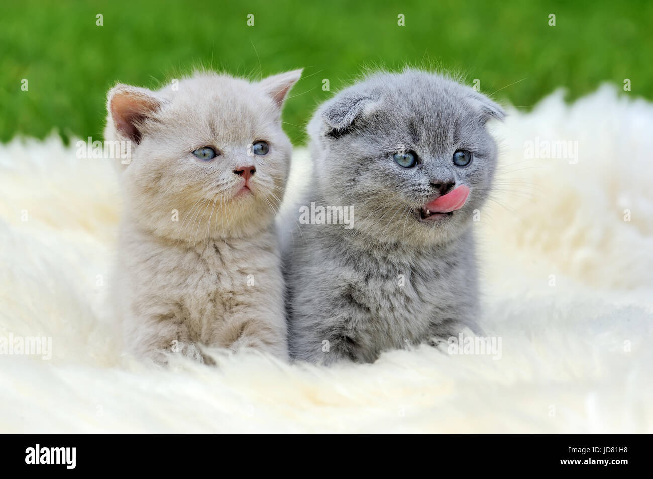 Two cute gray kitten on fur white blanket on nature Stock Photo - Alamy
