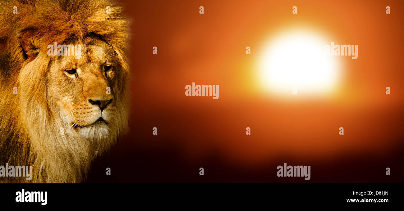 Lion portrait on savanna landscape background at sunset Stock Photo - Alamy