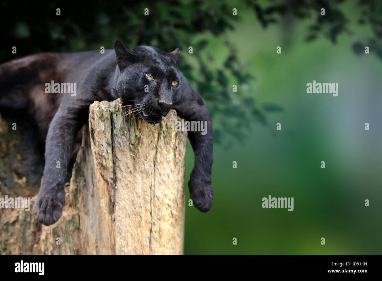 Black leopard on the tree against the nature background Stock Photo - Alamy