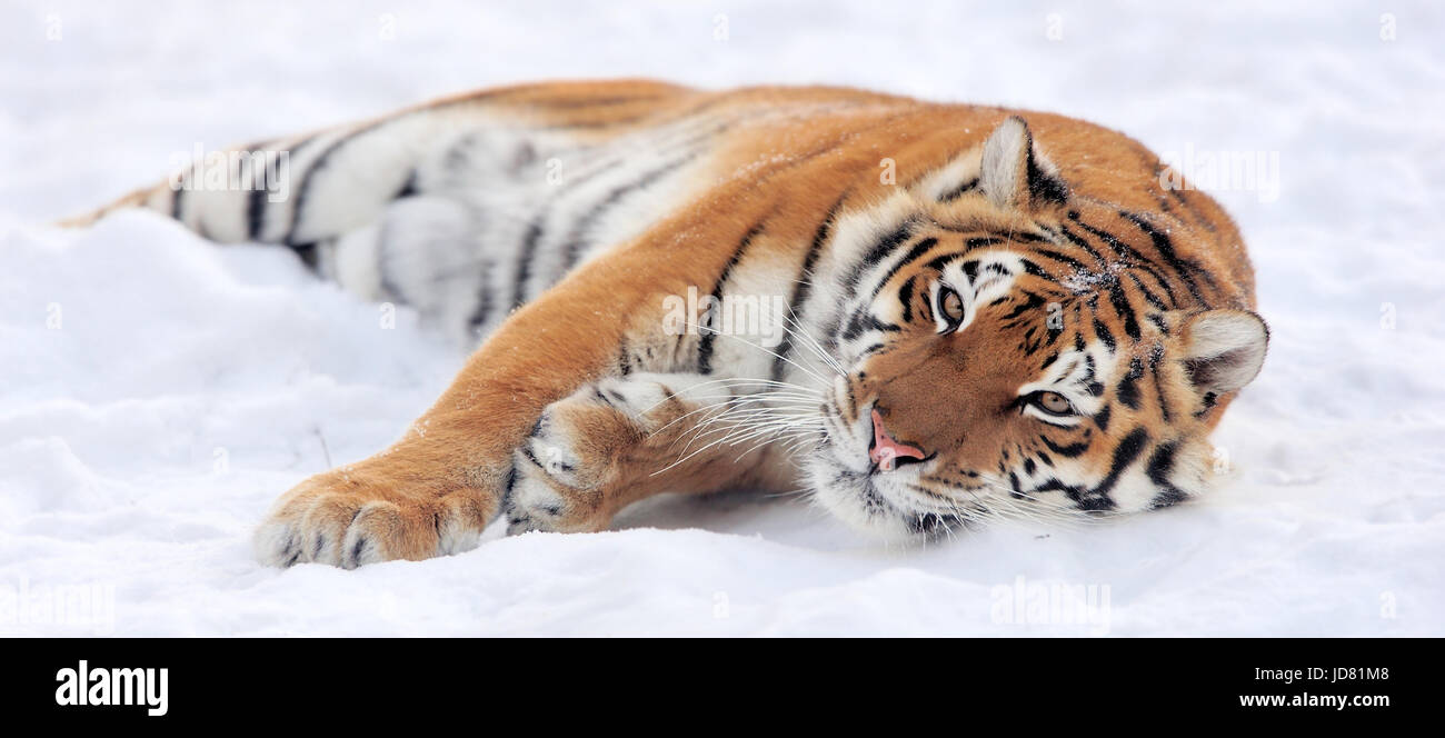 Siberian tigers snow hi-res stock photography and images - Alamy