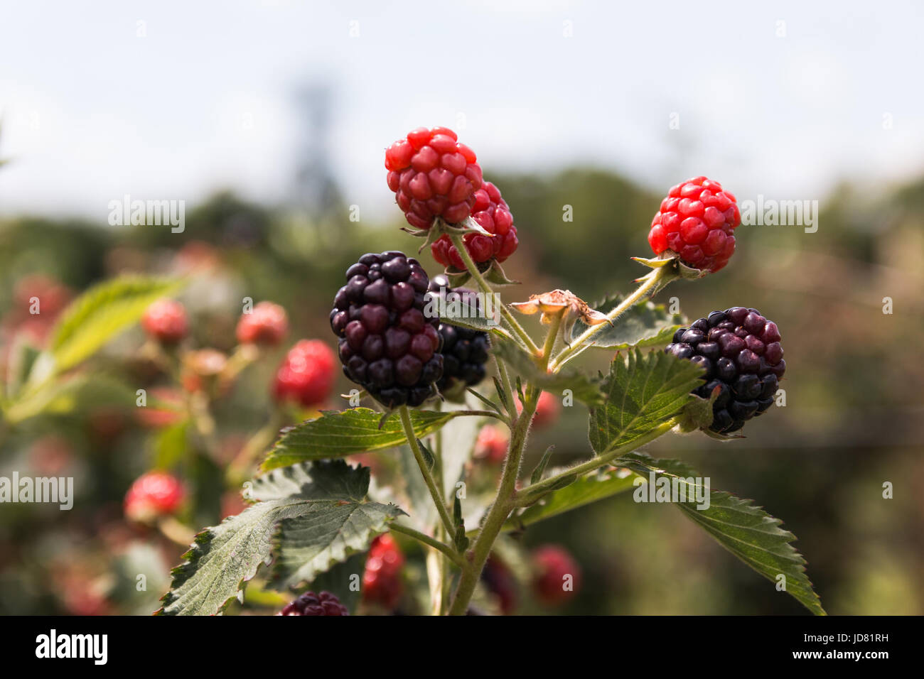 Cluster of purple berries hi-res stock photography and images - Alamy