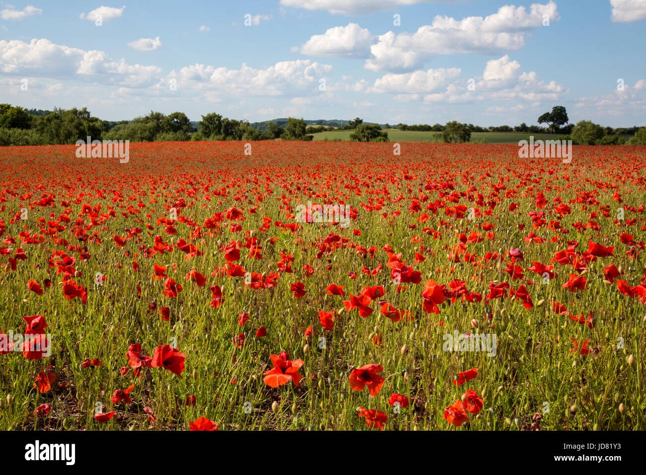 Poppy field in England Stock Photo - Alamy