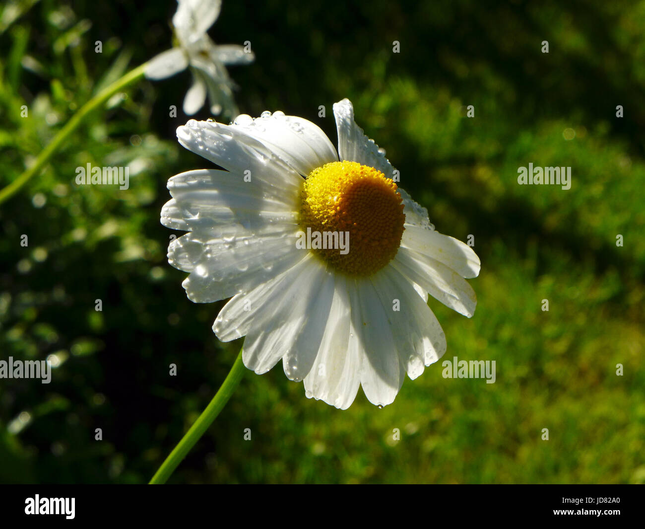 A single daisy Stock Photo - Alamy