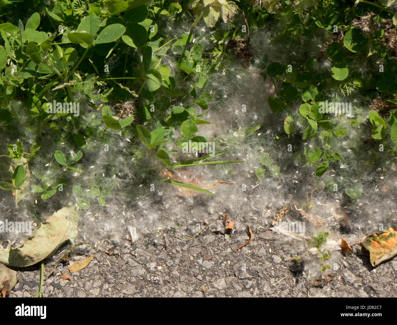 Dogwood pollen accumulation Stock Photo - Alamy