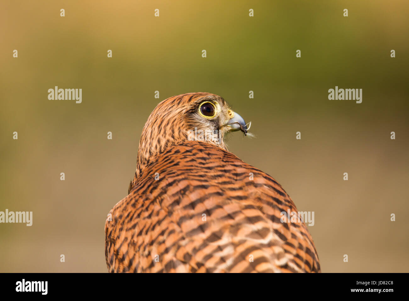 Lone kestrel hi-res stock photography and images - Alamy