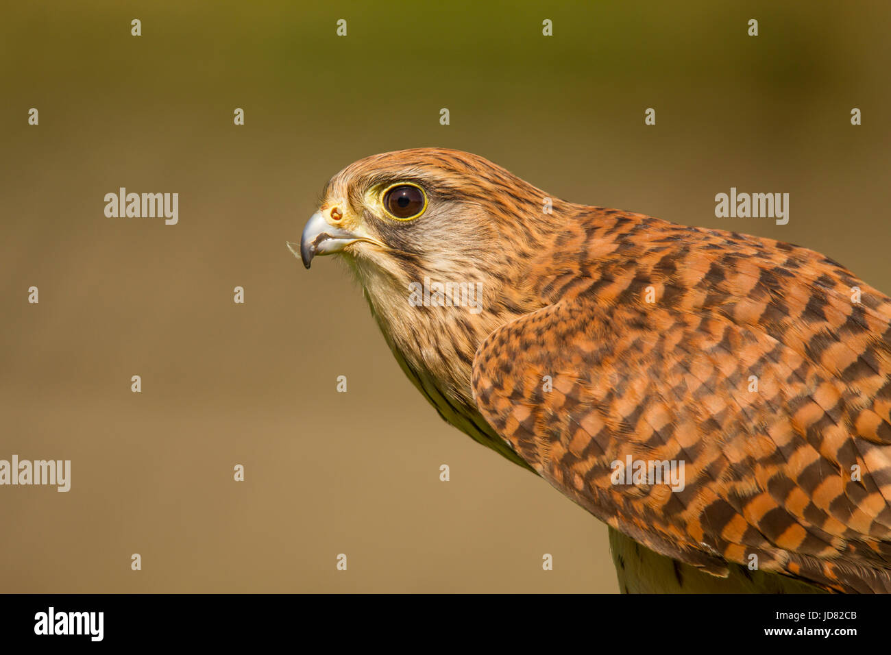Lone kestrel hi-res stock photography and images - Alamy