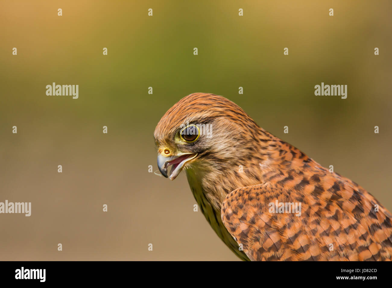 European kestrel hi-res stock photography and images - Alamy