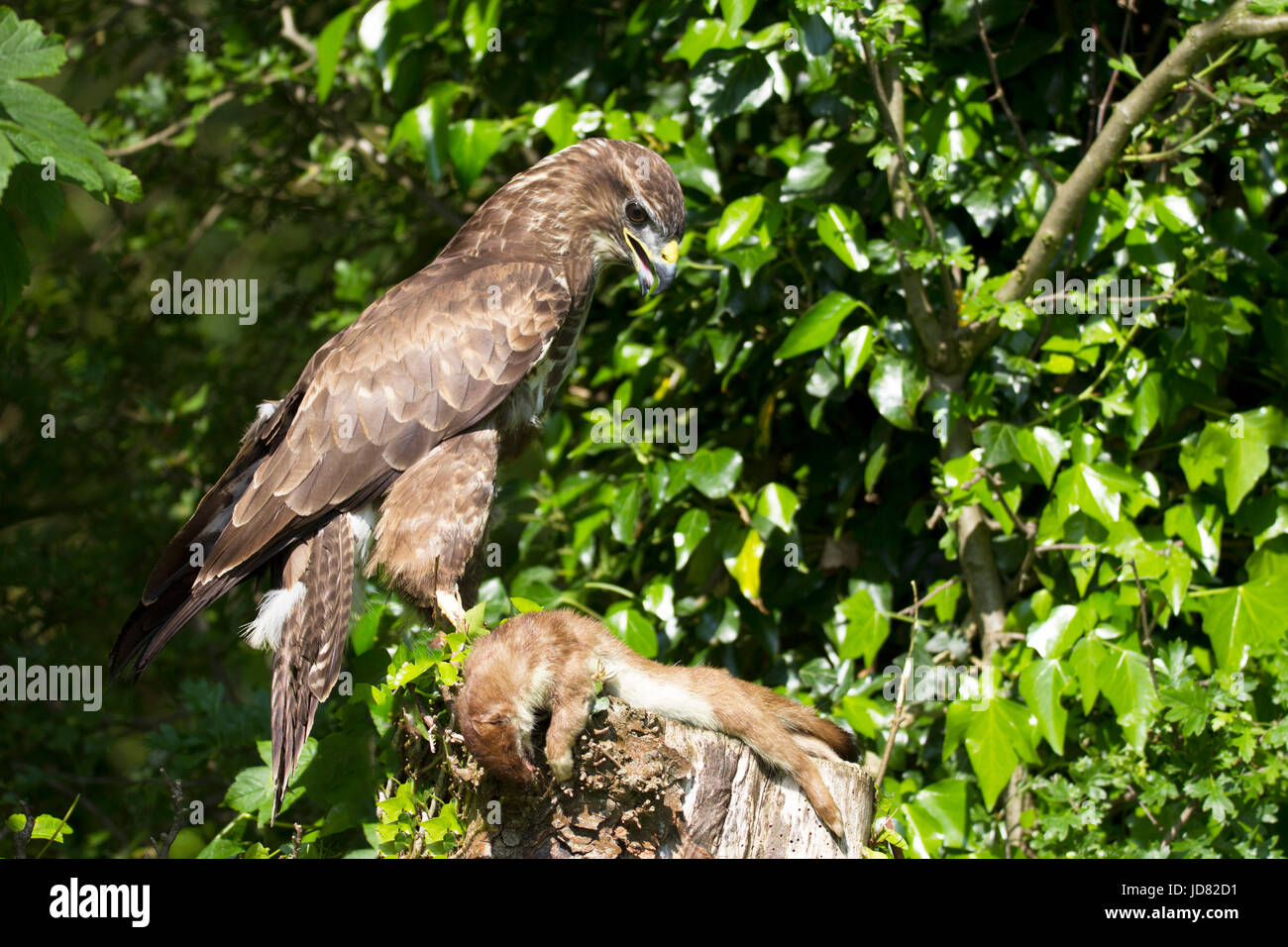 Common Buzzard perched on a kill which is a stoat Stock Photo - Alamy