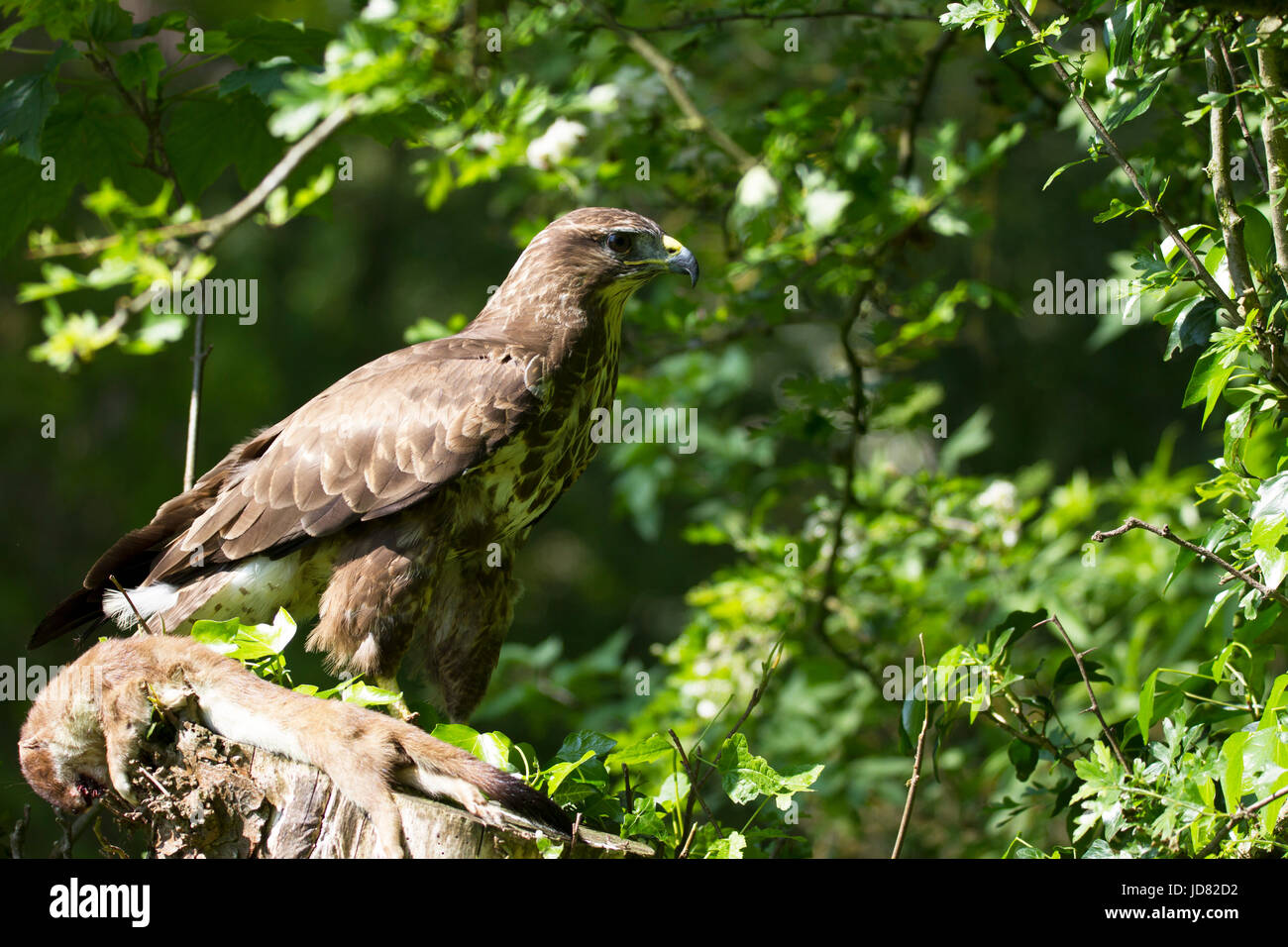 Common Buzzard perched on a kill which is a stoat Stock Photo - Alamy