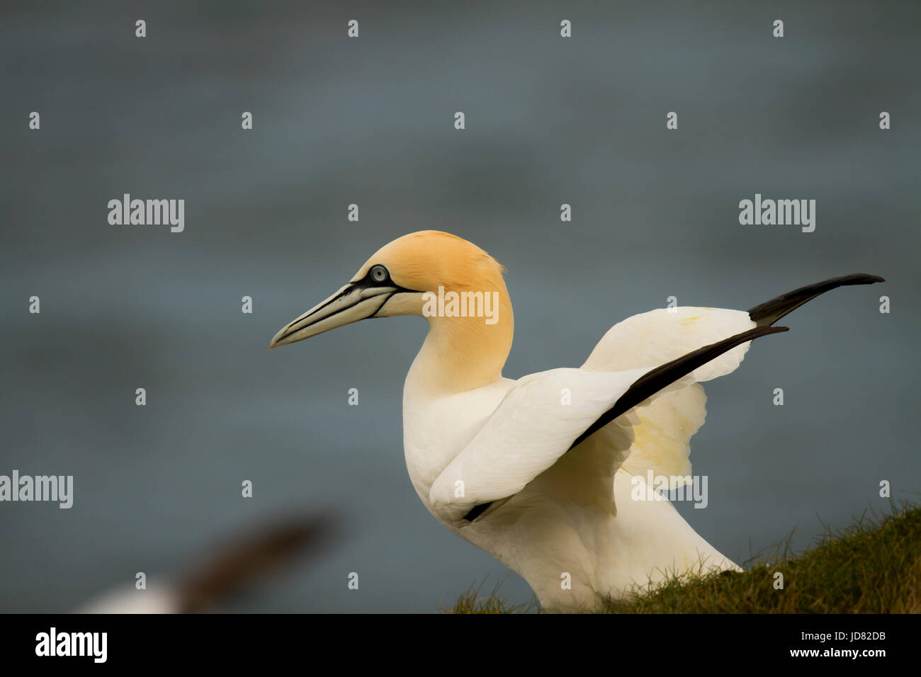 Gannet Portrait in front of the sea Stock Photo - Alamy