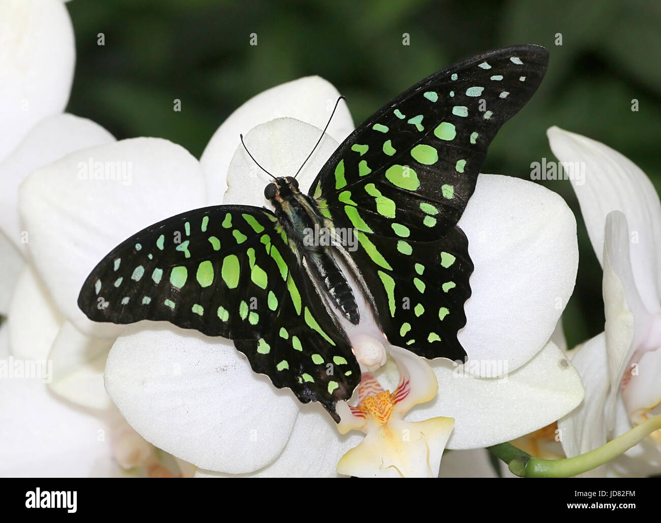 South Asian Tailed Green Jay Butterfly (Graphium agamemnon) a.k.a ...