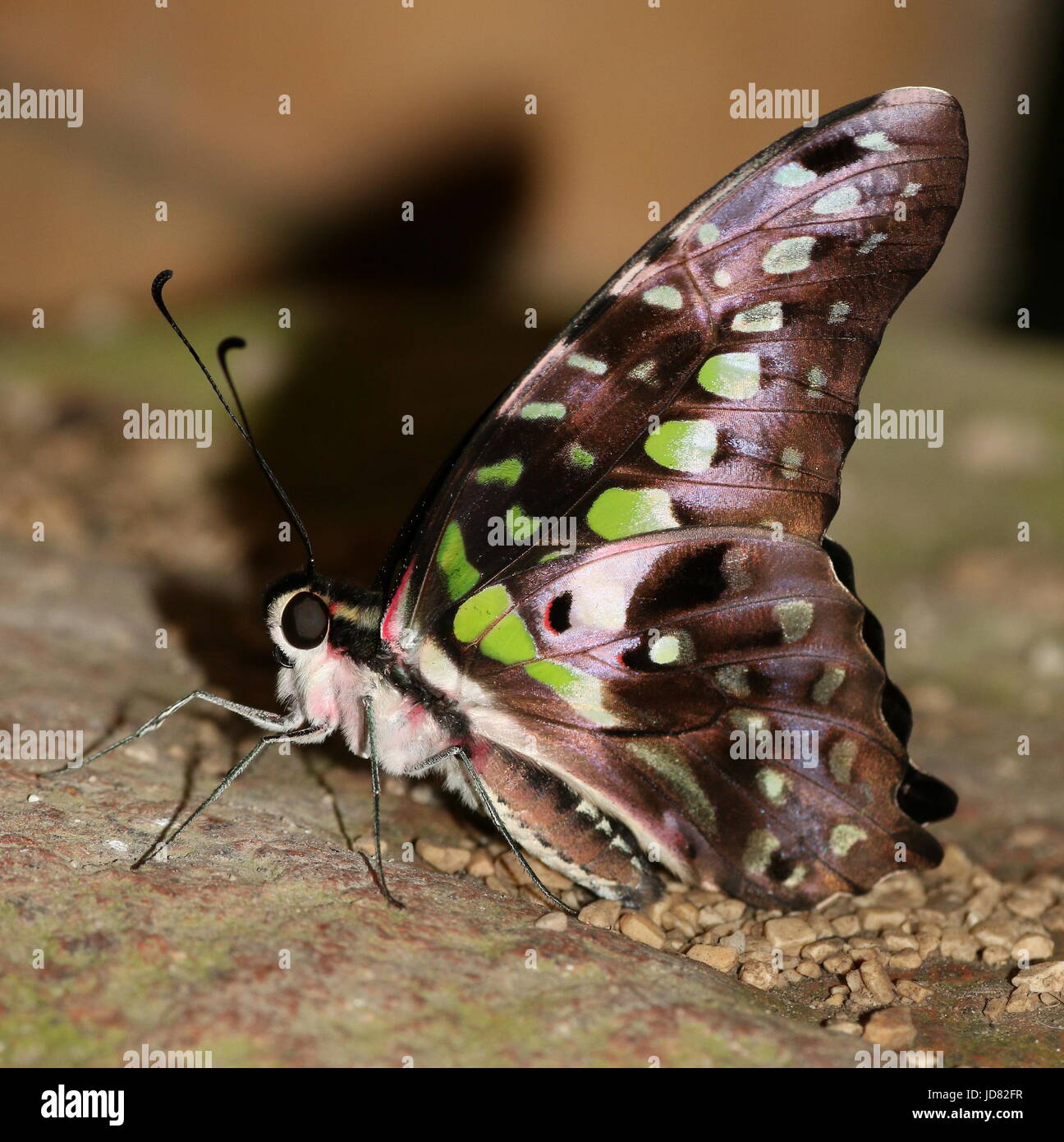 South Asian Tailed Green Jay Butterfly (Graphium agamemnon) a.k.a ...