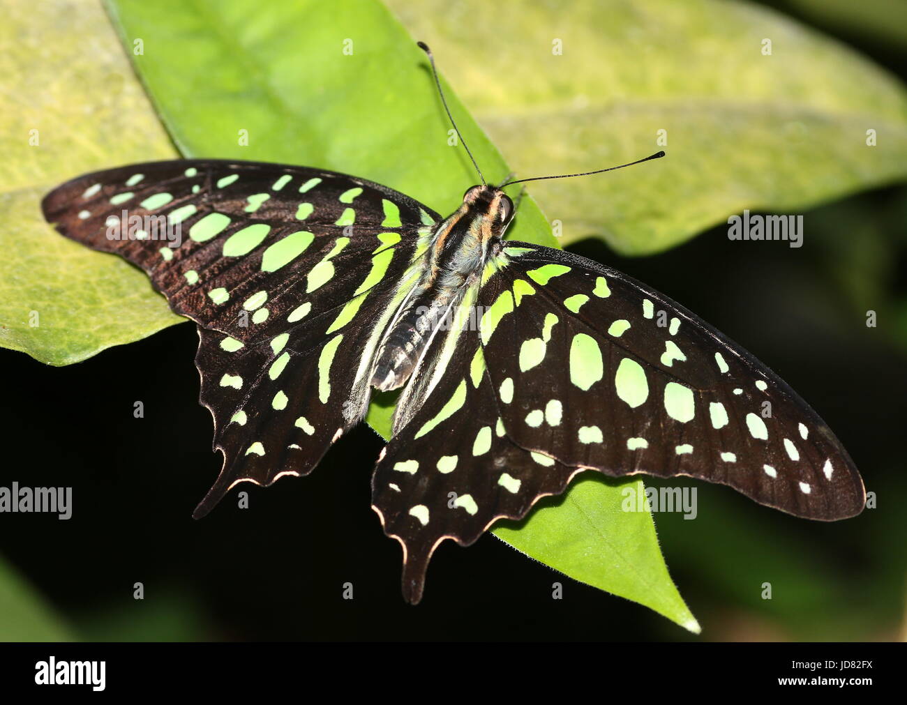 South Asian Tailed Green Jay Butterfly (Graphium agamemnon) a.k.a ...