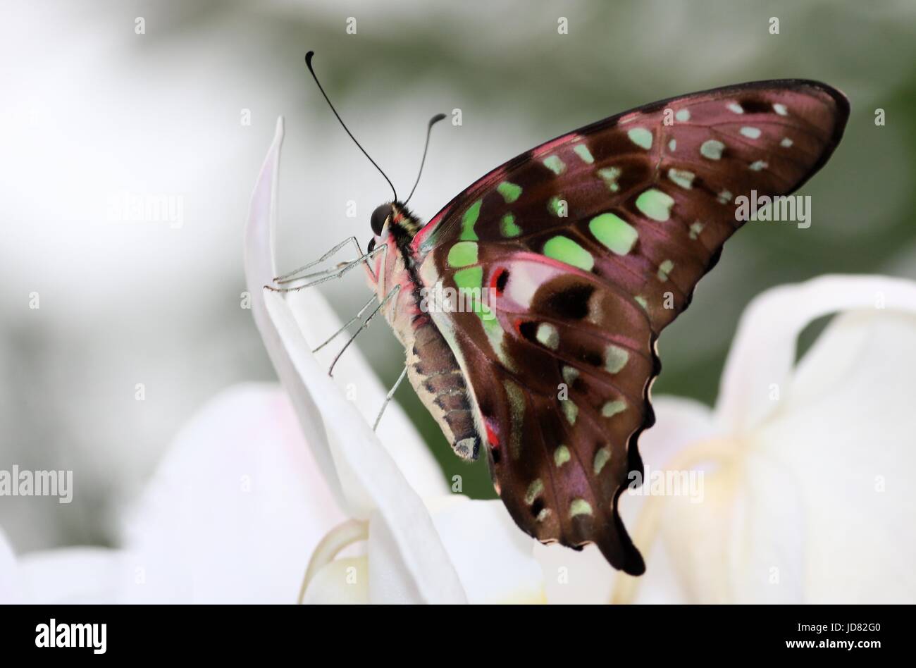 South Asian Tailed Green Jay Butterfly (Graphium agamemnon) a.k.a ...