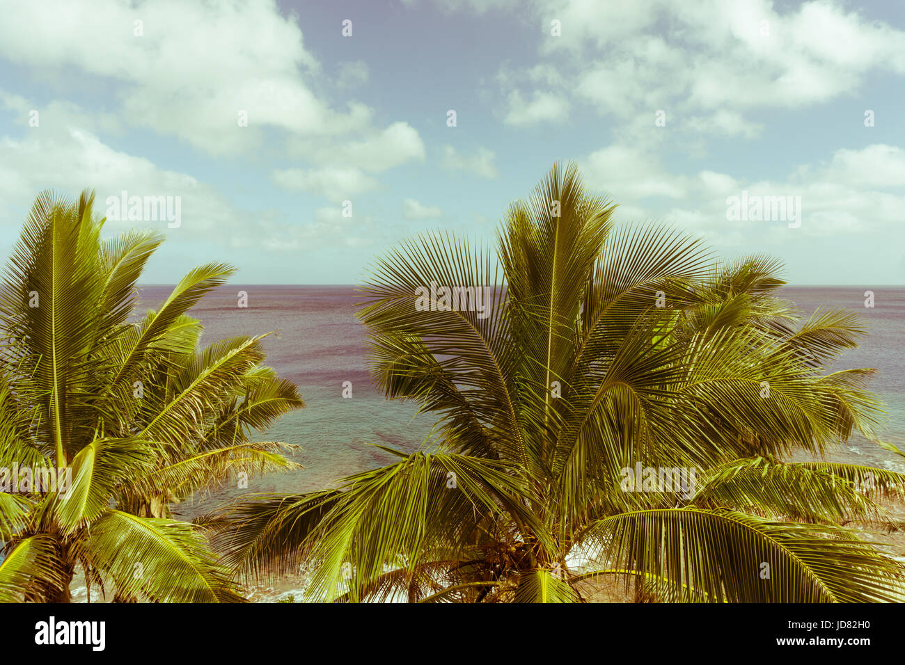 Old photo effect discolored,faded scene of tropical fronds swaying in ...