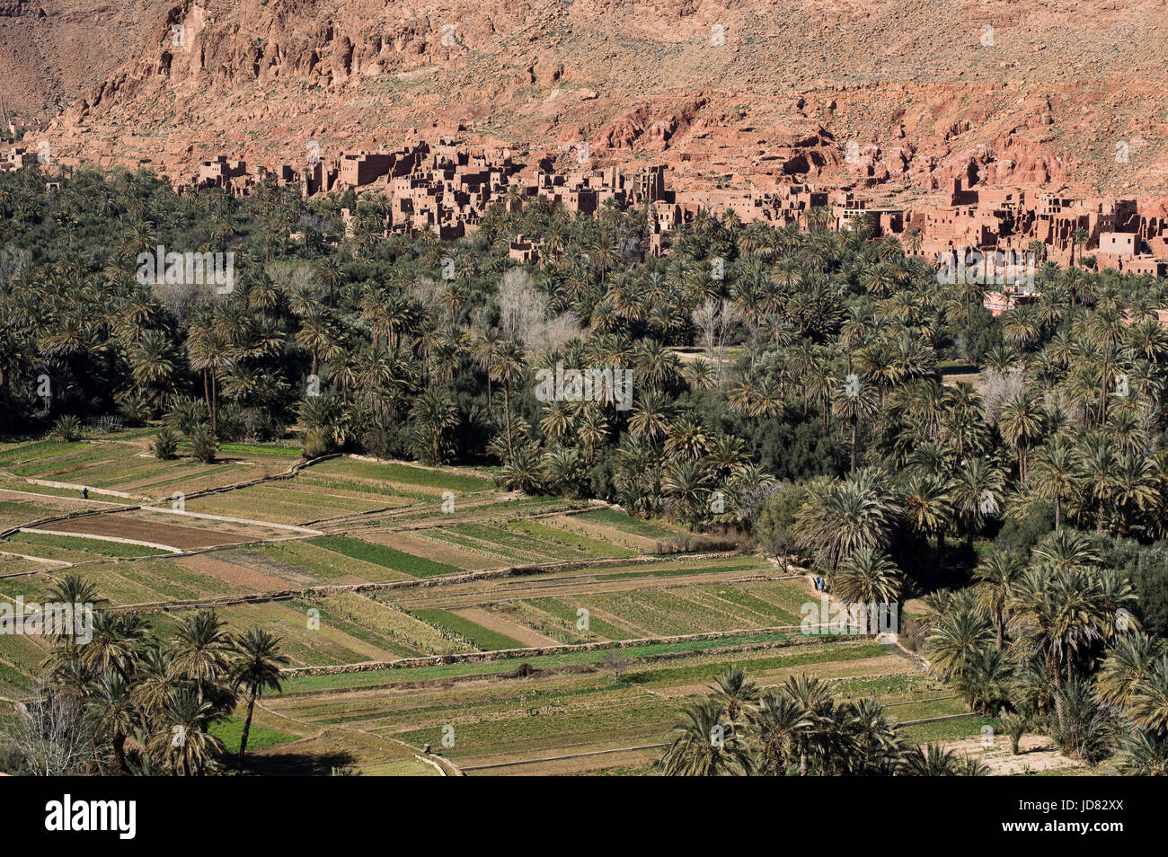 dates Agriculture in Morocco Stock Photo - Alamy