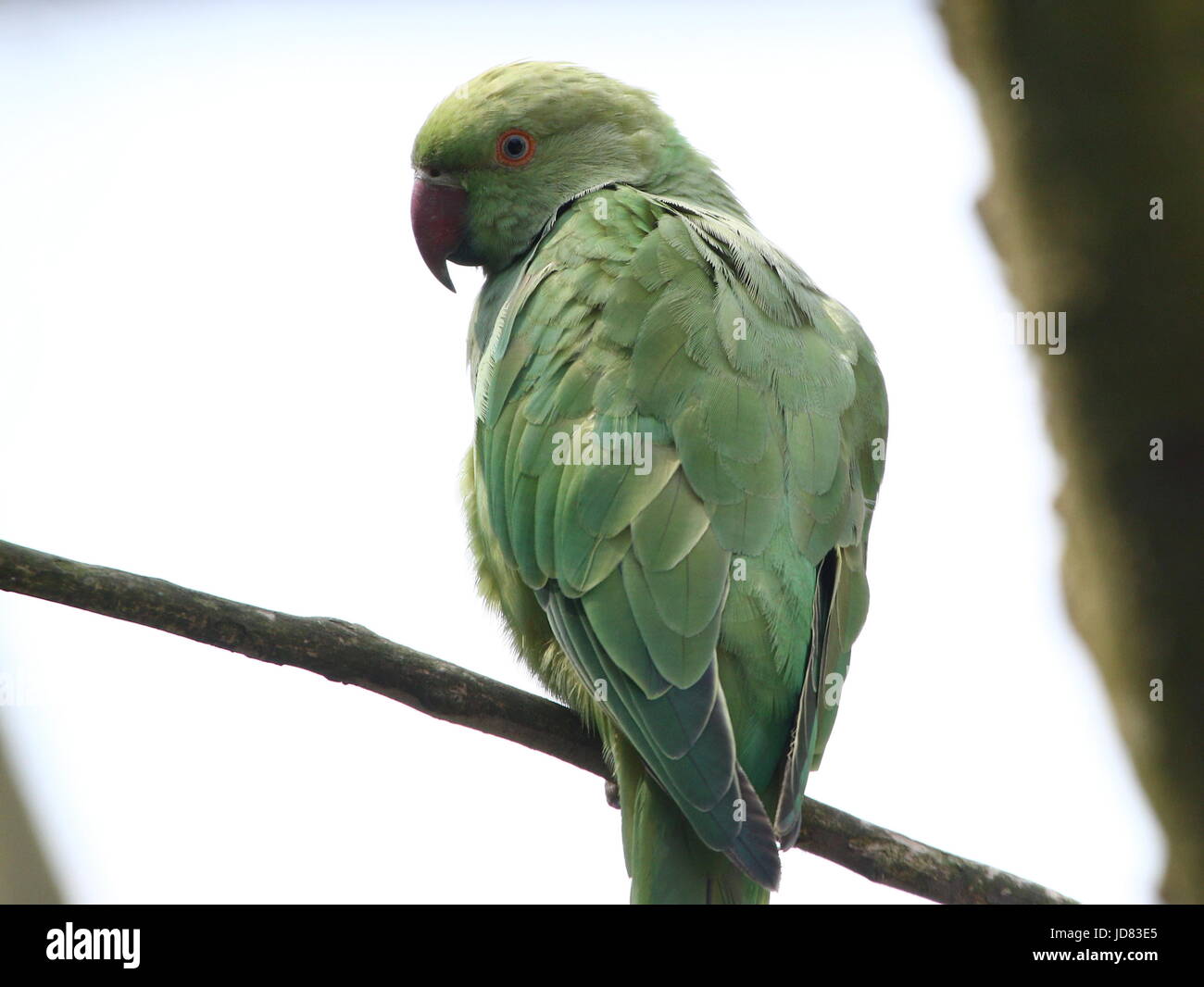Male South Asian Alexandrine parakeet or Alexandrian parrot (Psittacula ...