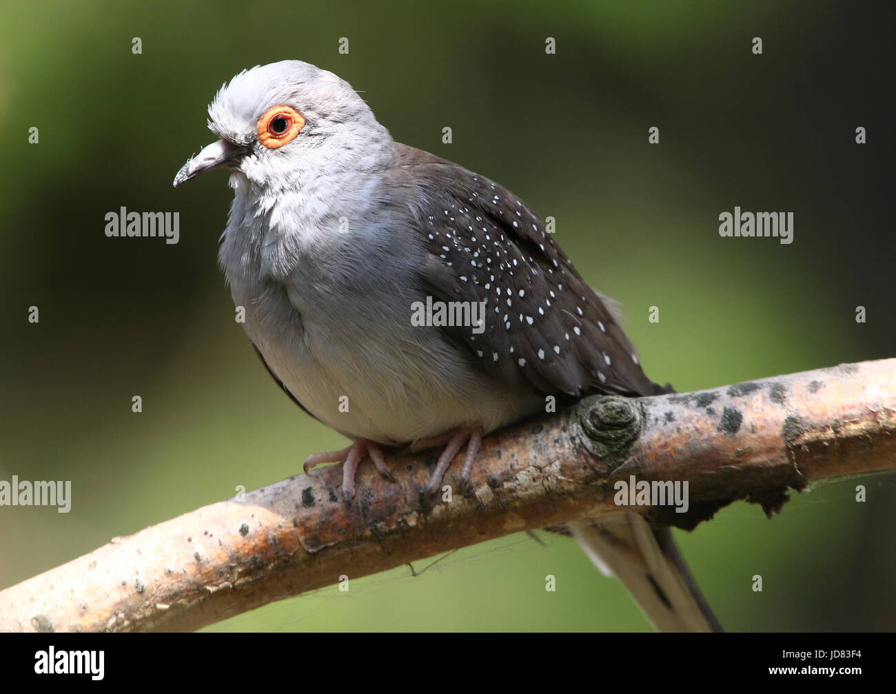Australian Diamond Dove (Geopelia cuneata Stock Photo - Alamy