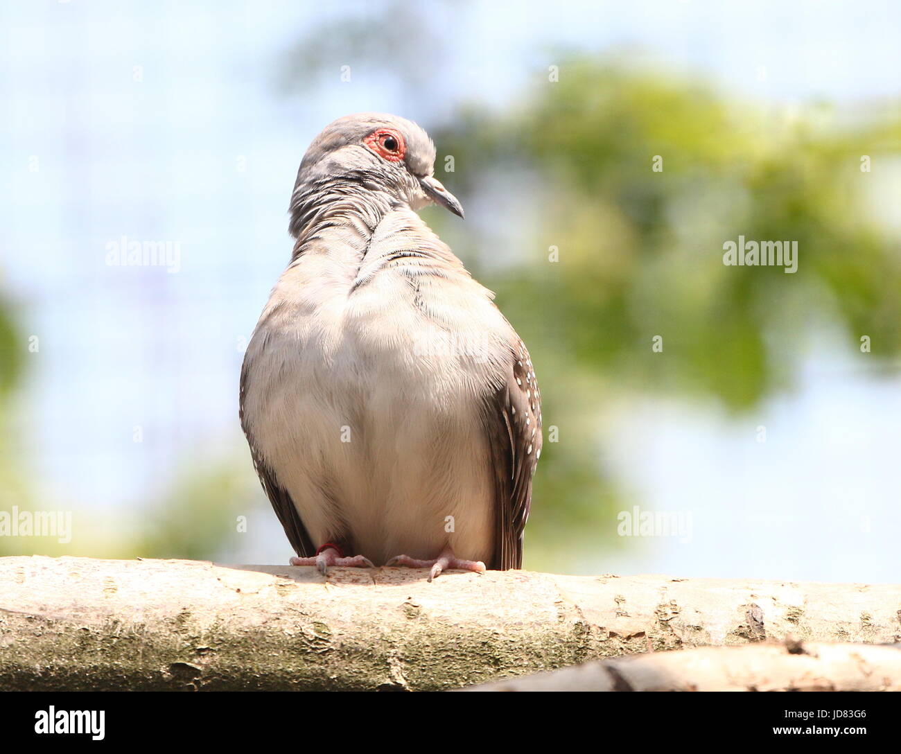 Dove in aviary hi-res stock photography and images - Alamy