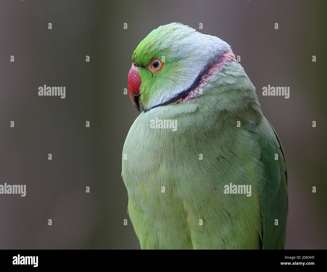 Male South Asian Alexandrine parakeet or Alexandrian parrot (Psittacula ...