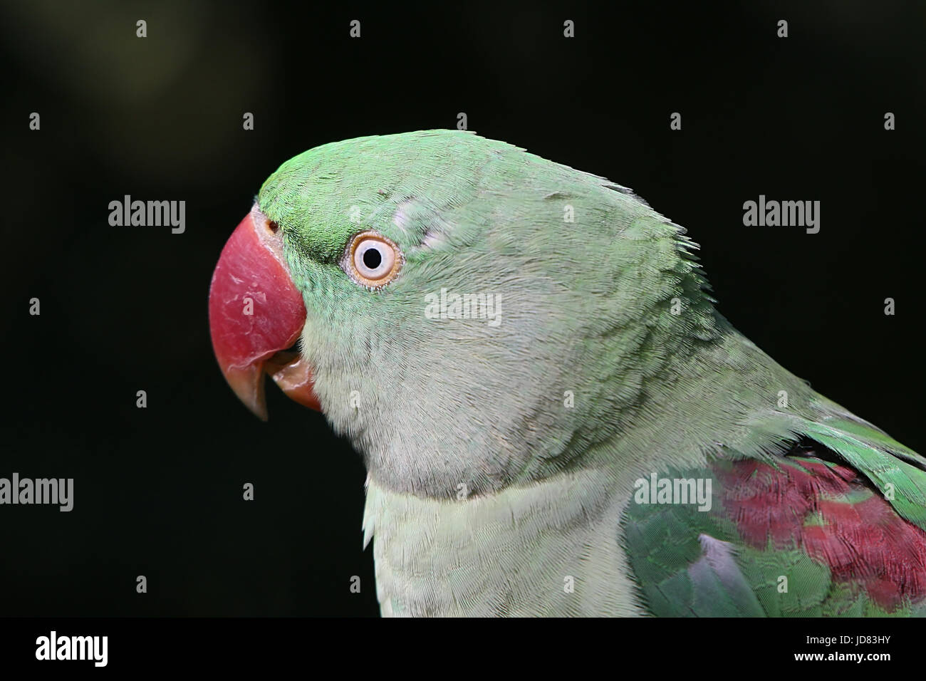 Female South Asian Alexandrine parakeet or Alexandrian parrot ...