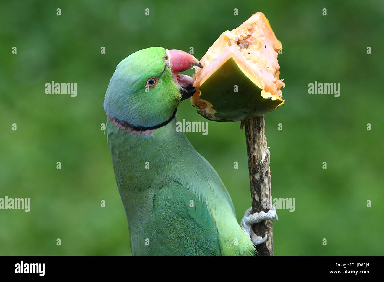 Grote alexanderparkiet hi-res stock photography and images - Alamy